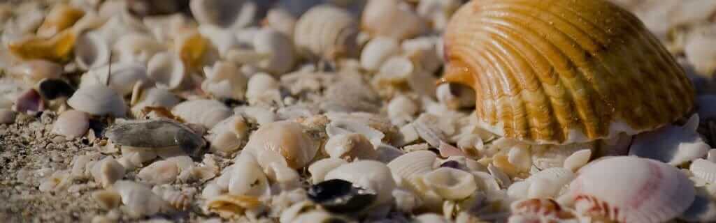 National Seashell Day - Fort Myers Beach Chamber