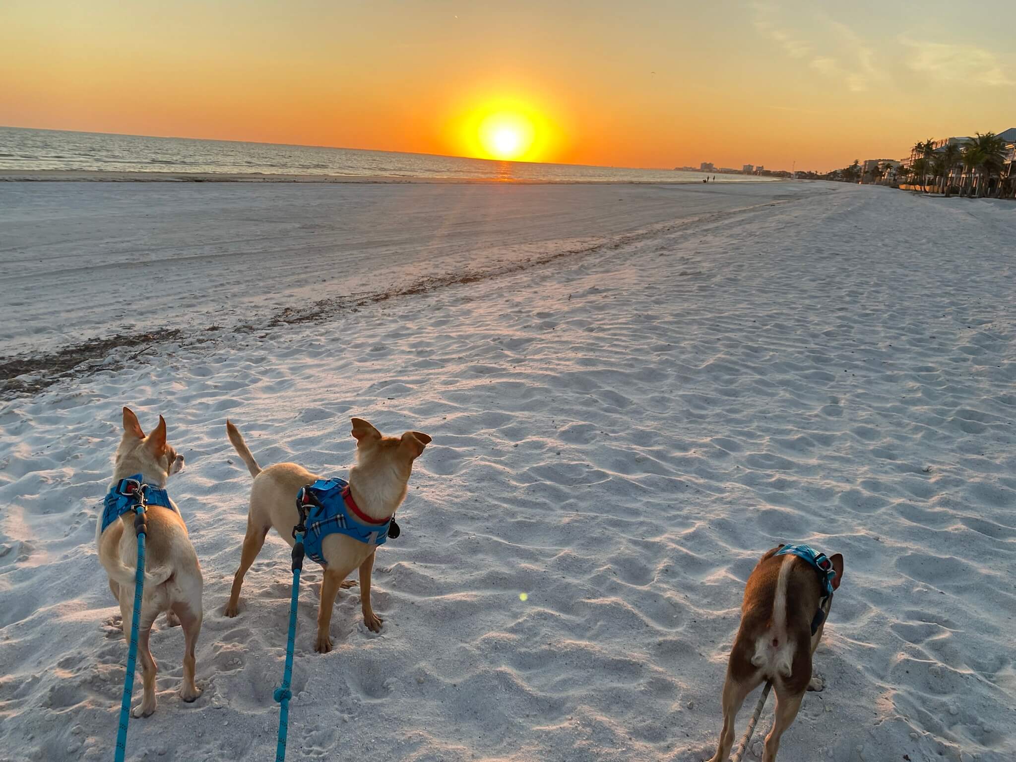 The Pets Of FMB - Fort Myers Beach Chamber